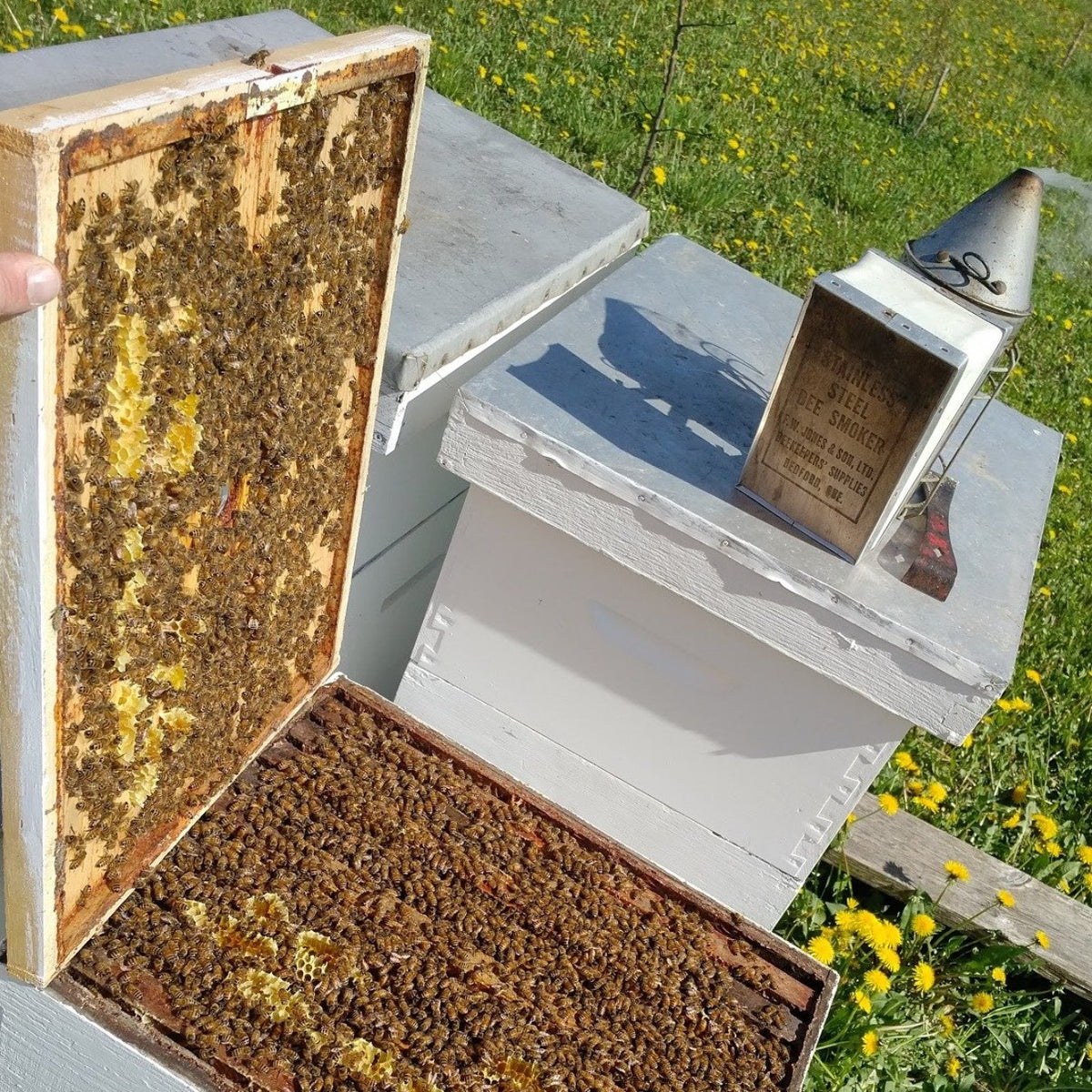 Beekeeper Mentor Session – Bee Local 416
